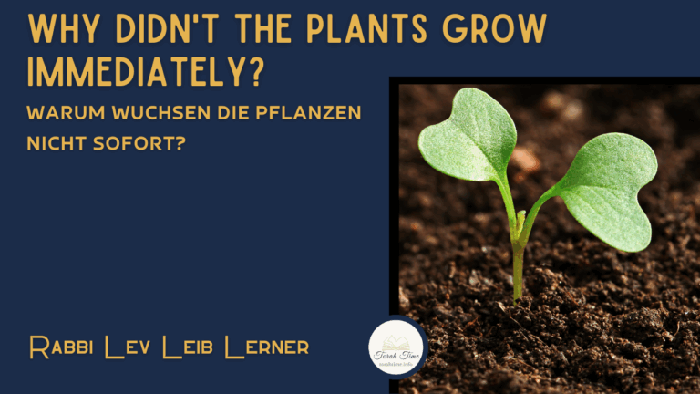 Warum wuchsen die Pflanzen nicht sofort? / Why Didn't the Plants Grow ...